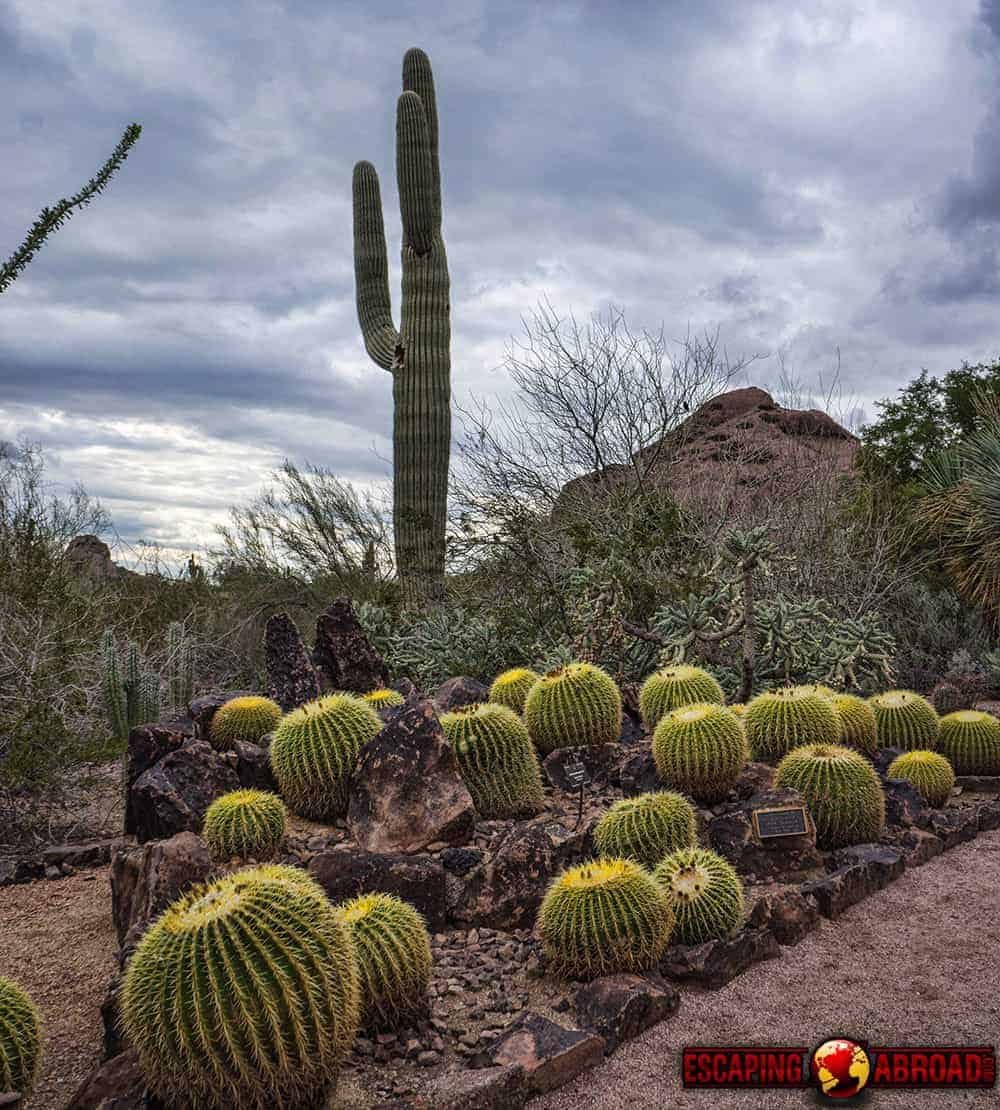 Memory Monday – Desert Botanical Gardens, Phoenix, AZ